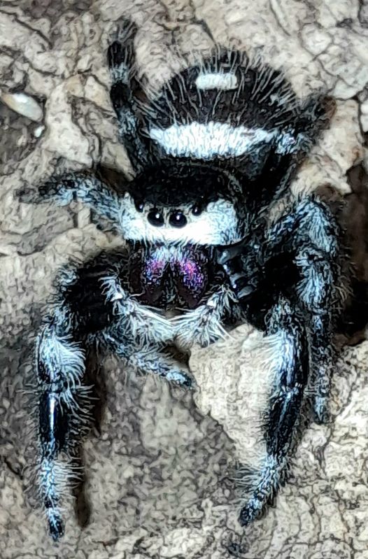 Other Invertebrates for Sale